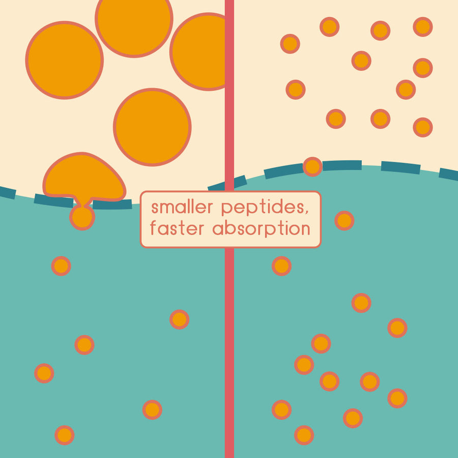 Full Body Impact | Liquid Collagen Protein Supplement – FULL BODY IMPACT